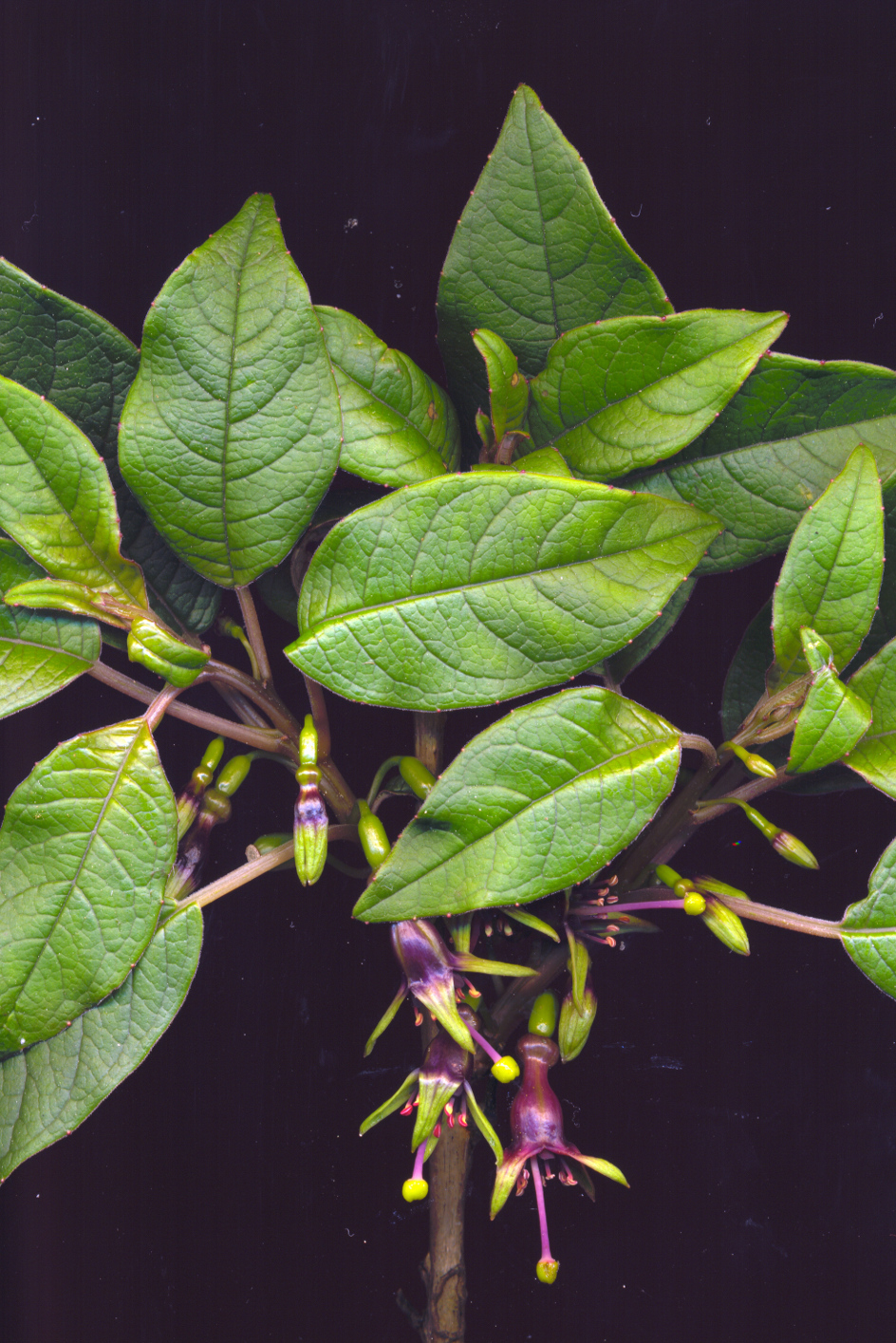 kotukutuku Fuchsia excorticata – My CMS